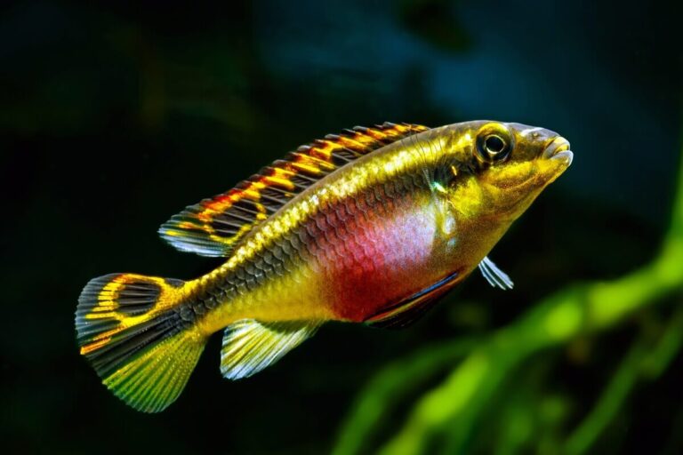 7 Small African Cichlids We Recommend - KaveMan Aquatics