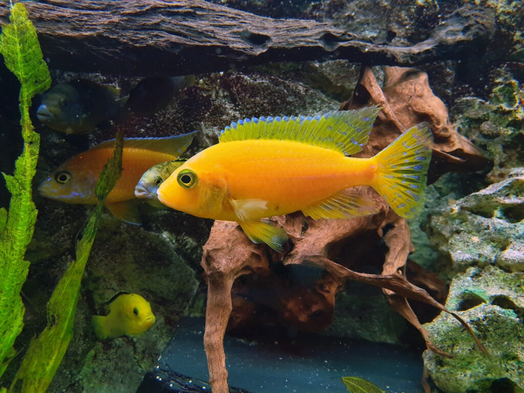 4 Types of Aquarium Covers: How to Choose the Right Lid for Your Tank