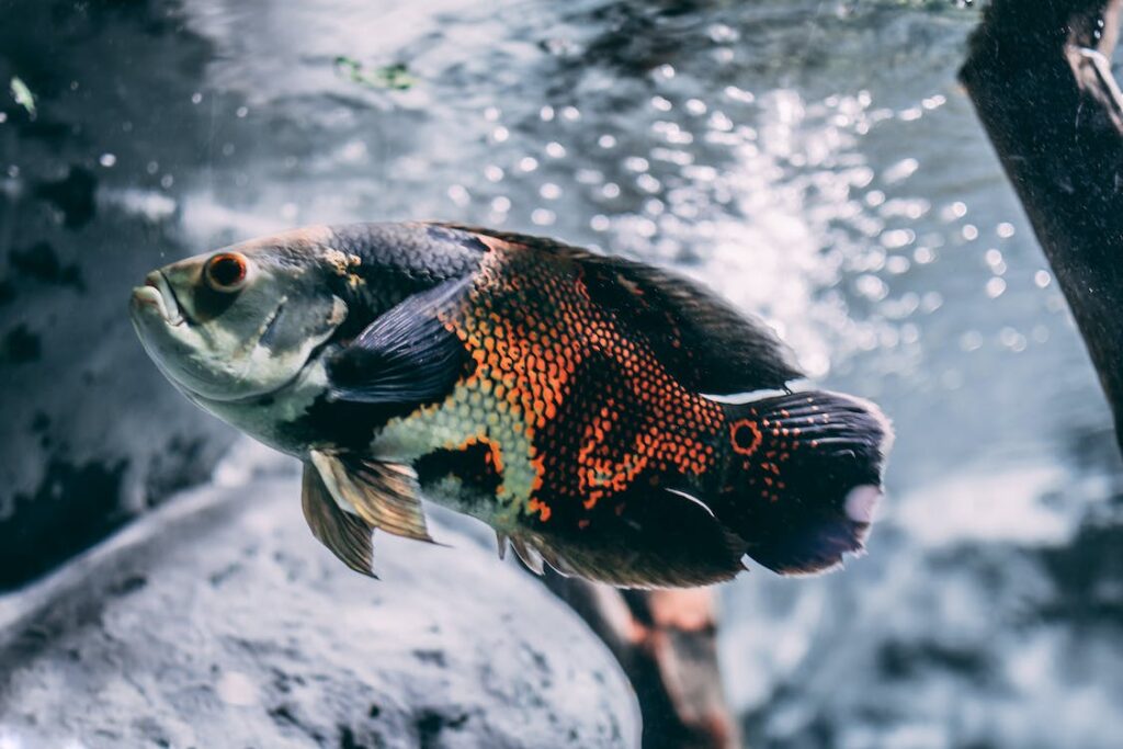 How to Cycle a Fish Tank: A Complete Guide for Beginners - KaveMan Aquatics
