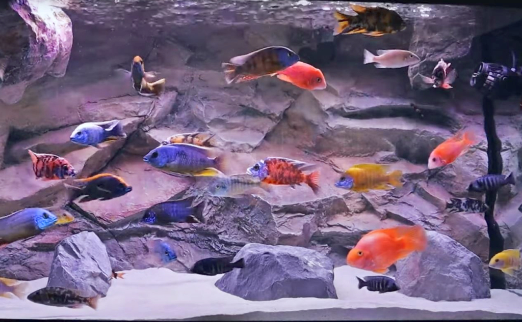 7 Best African Cichlid Tank Mates (With Pictures) - KaveMan Aquatics
