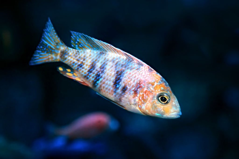 Mastering the Art of African Cichlid Breeding for Stunning Color