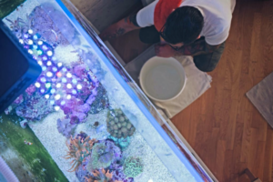 The Seamless Sump: A Beginner's Guide to Aquarium Sumps