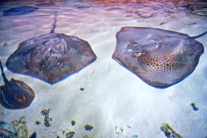 Freshwater Stingray - Complete Species Profile & Care Guide