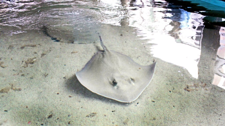 Freshwater Stingray - Complete Species Profile & Care Guide