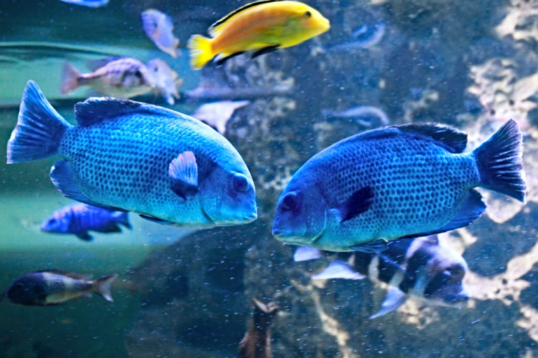 9 Steps To Safely Move an Aquarium to a New Home - KaveMan Aquatics