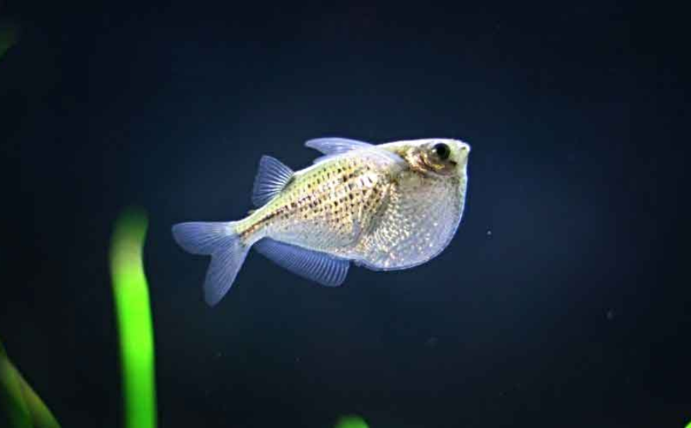 10 Best Discus Fish Tank Mates (With Pictures) - KaveMan Aquatics