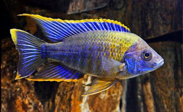 Top 10 African Cichlid Species for Your Aquarium - KaveMan Aquatics