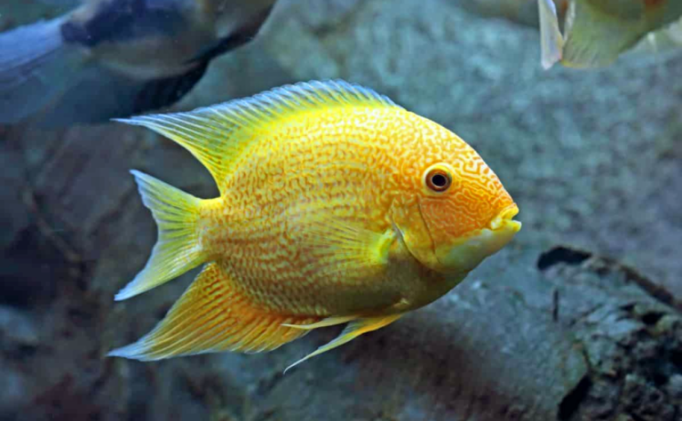 Severum Cichlids — Complete Care Guide - KaveMan Aquatics