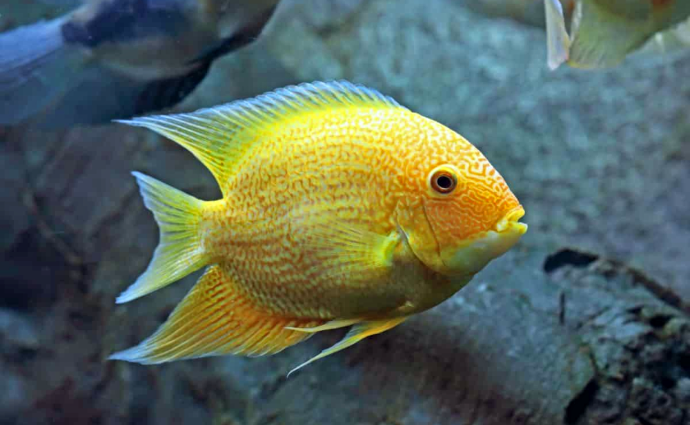 Severum Cichlids — Complete Care Guide - KaveMan Aquatics