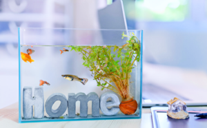 8 Steps to Acclimate New Fish to Your Home Aquarium - KaveMan Aquatics