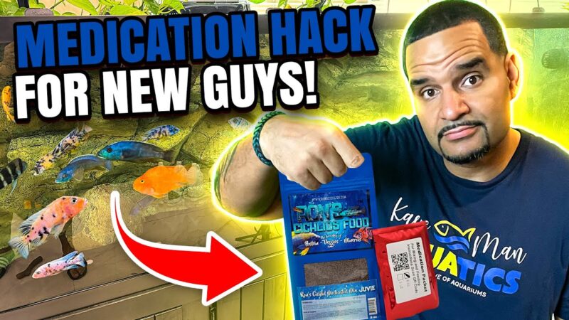 Sunken Belly in Fish (Symptoms, Causes, and Treatment) - KaveMan Aquatics