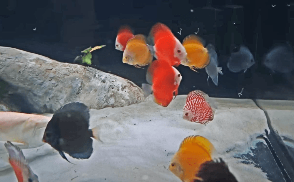 10 Simple Tips for Choosing Compatible Tank Mates - KaveMan Aquatics
