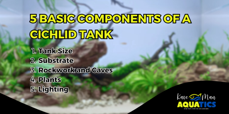 Cichlid Tank Setup Ideas: Creating the Perfect Habitat - KaveMan Aquatics