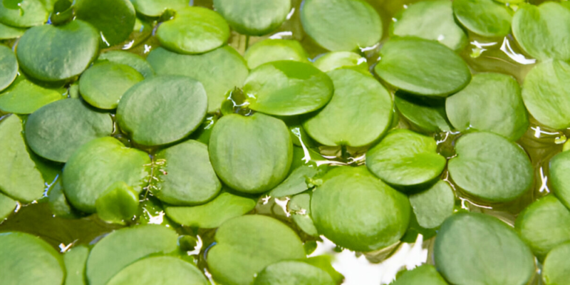 Best Floating Aquarium Plants: Enhancing Your Tankʼs Aesthetic and ...
