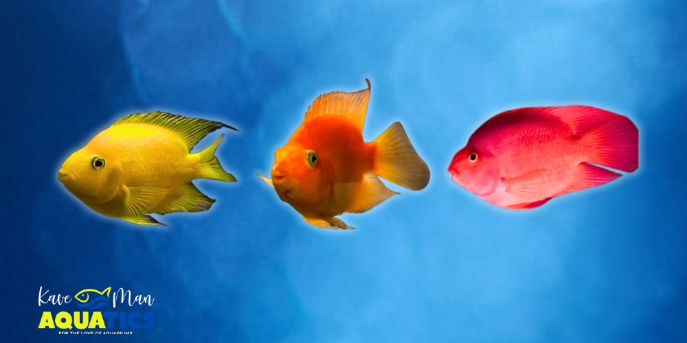 Blood Parrot Cichlid Care: Feeding, Tank Setup, and Behavior - KaveMan ...