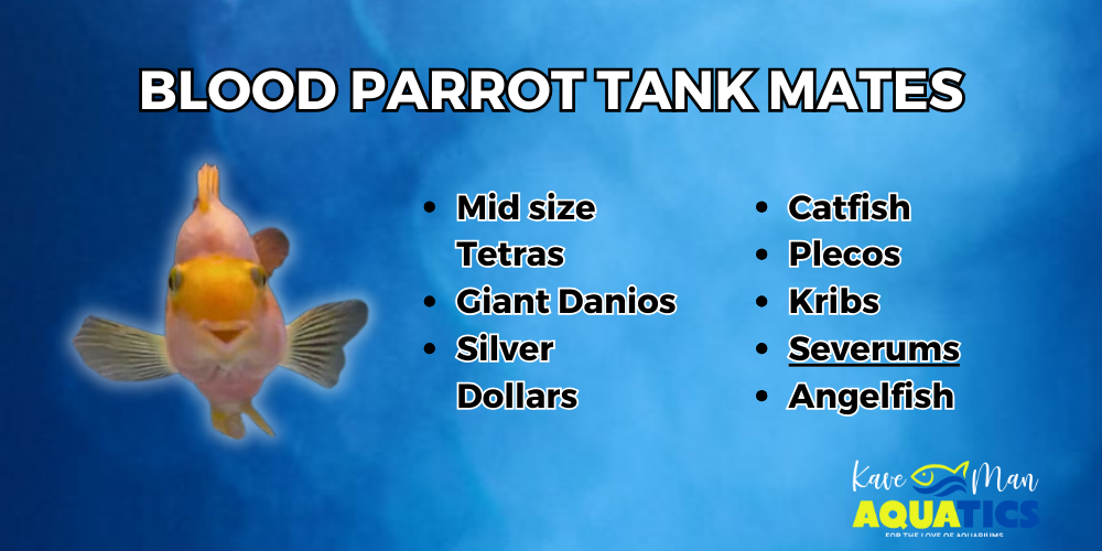 Blood Parrot Cichlid Care: Feeding, Tank Setup, and Behavior - KaveMan ...
