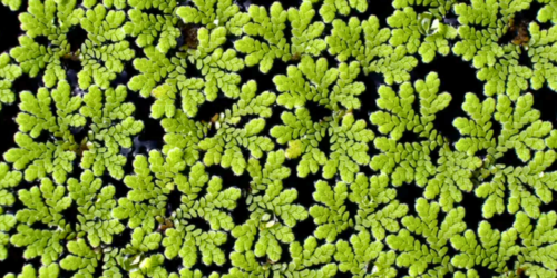 Best Floating Aquarium Plants: Enhancing Your Tankʼs Aesthetic and ...