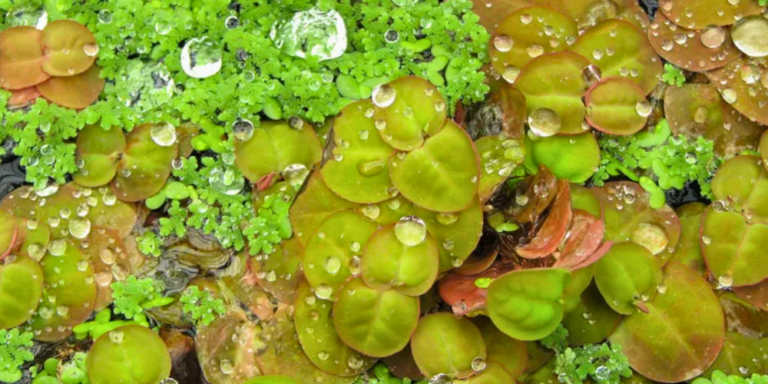 Best Floating Aquarium Plants: Enhancing Your Tankʼs Aesthetic and ...