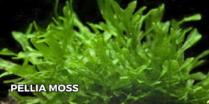 Aquarium Moss: Best Types and How to Care for Them - KaveMan Aquatics