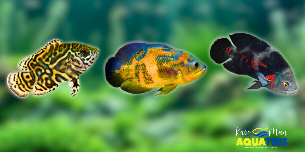 Oscar Cichlid Care: Feeding, Tank Setup, and Behavioral Insights ...