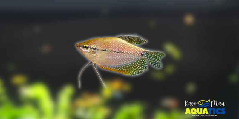 Best Beginner Freshwater Fish (That Aren’t Goldfish!) - KaveMan Aquatics