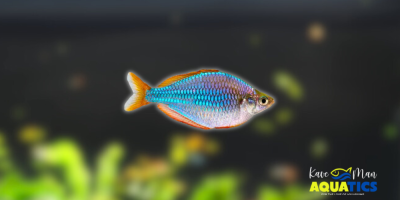Best Beginner Freshwater Fish (That Aren’t Goldfish!) - KaveMan Aquatics