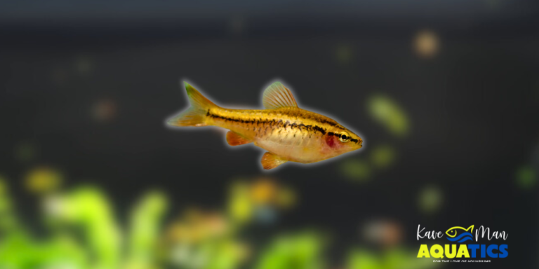 Best Beginner Freshwater Fish (That Aren’t Goldfish!) - KaveMan Aquatics