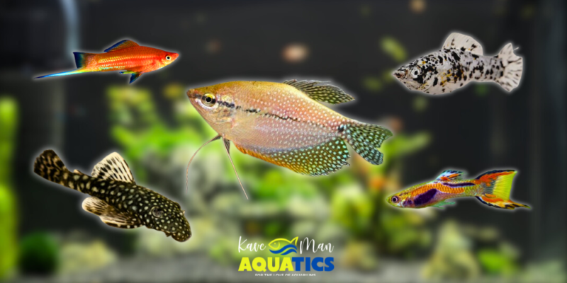 Best Beginner Freshwater Fish (That Aren’t Goldfish!) - KaveMan Aquatics