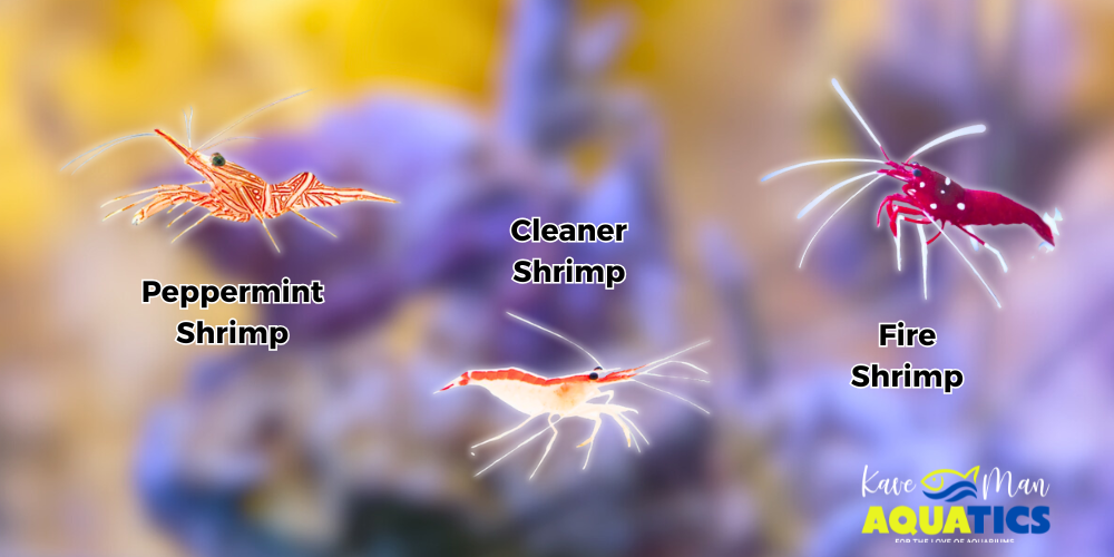 8 Best Saltwater Clean-Up Crew (Snails, Crabs, & More!) - KaveMan Aquatics