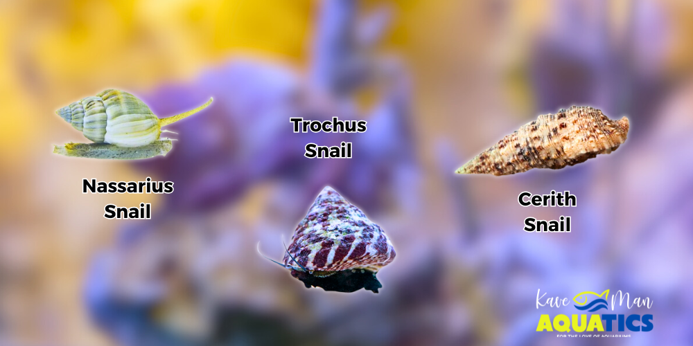 8 Best Saltwater Clean-Up Crew (Snails, Crabs, & More!) - KaveMan Aquatics