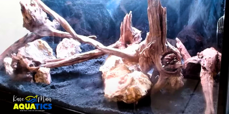 Creating a Beautiful Planted Aquarium Setup From Scratch - KaveMan Aquatics