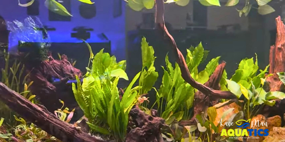 Creating a Beautiful Planted Aquarium Setup From Scratch - KaveMan Aquatics