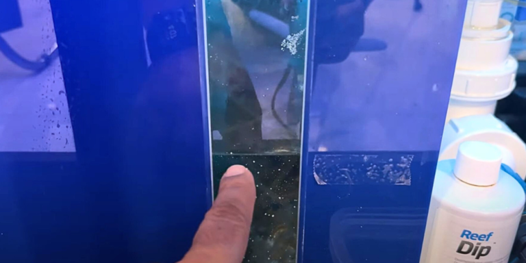 How to Do a Saltwater Tank Water Change in 10 Steps - KaveMan Aquatics