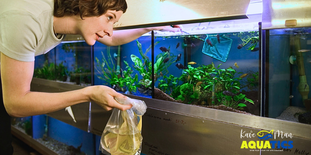 Venting African Cichlids: Is a Fish Male or Female? [Your Best Guide]